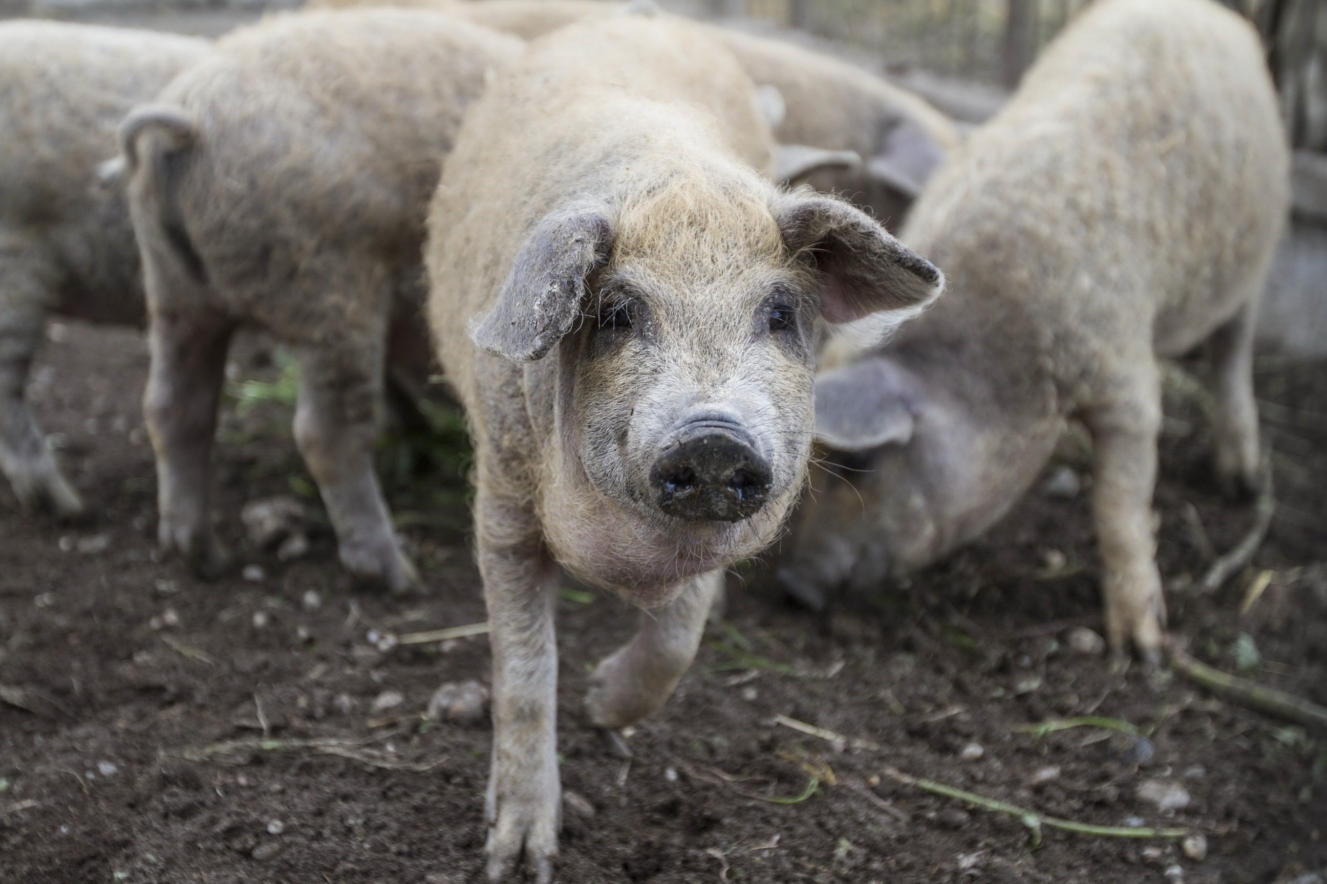 Mangalica | Istermeat